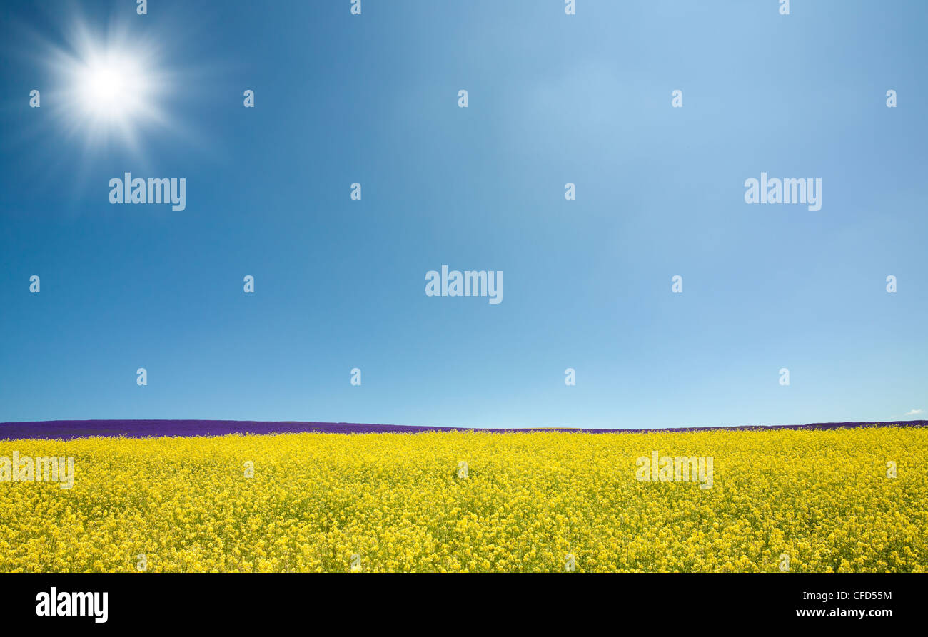 Flower field and blue sky with sun Stock Photo - Alamy