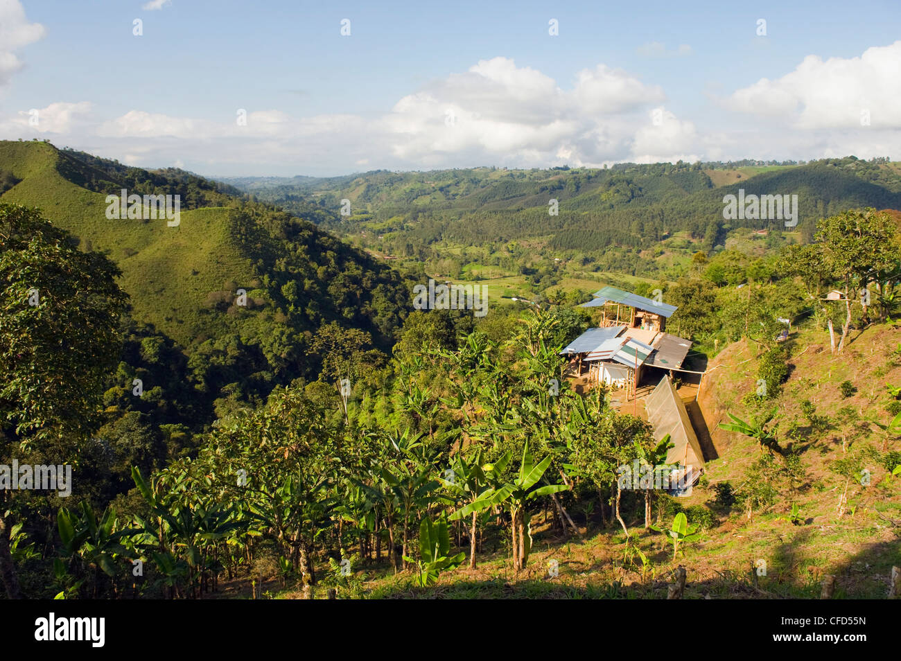 Finca Don Eduardo, coffee farm, Salento, Colombia, South America Stock ...