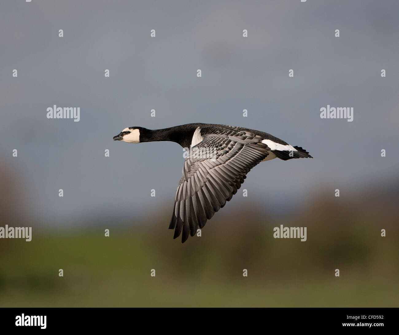 Duck barnacle hi-res stock photography and images - Alamy