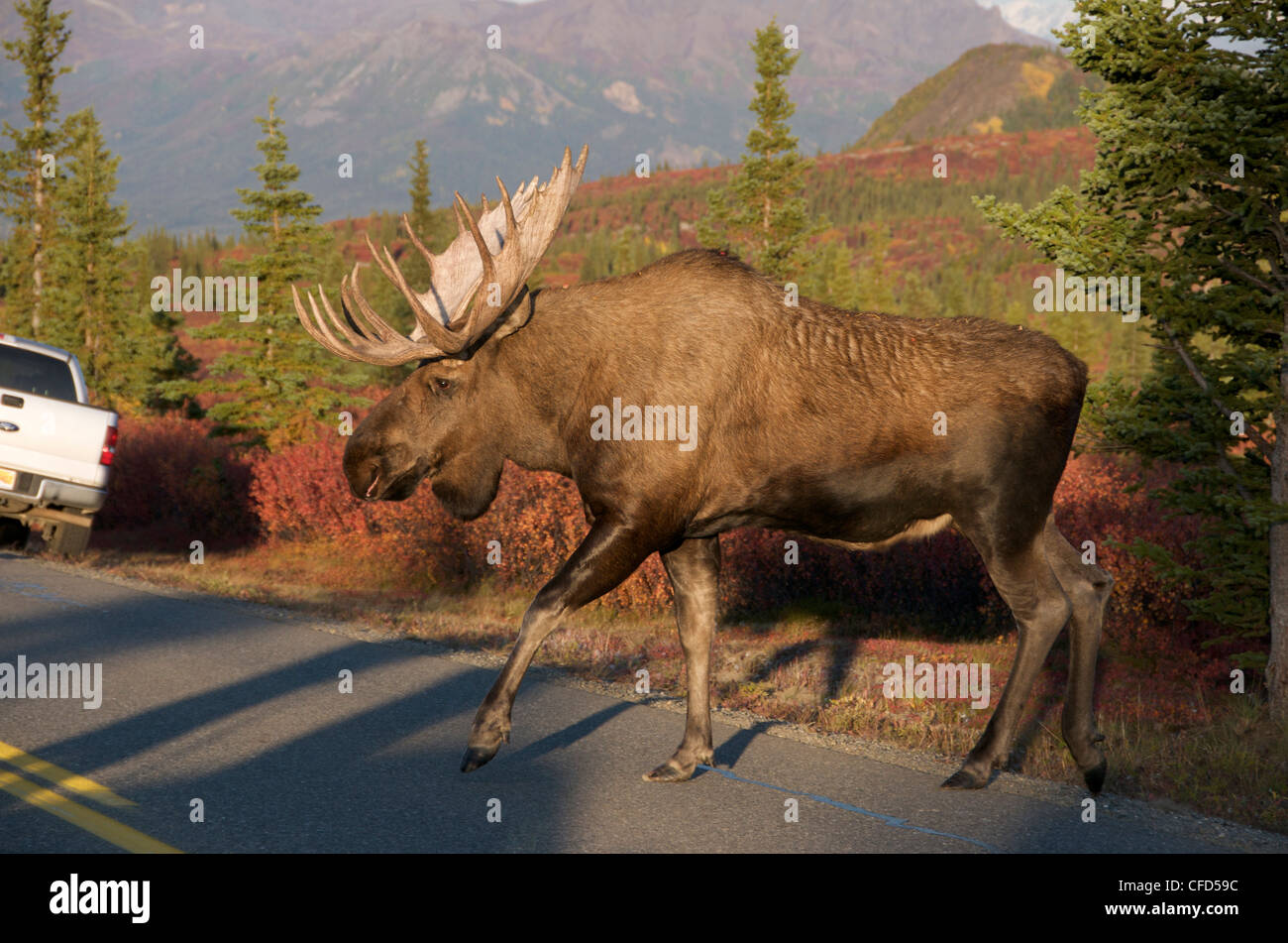 Moose Crossing Road