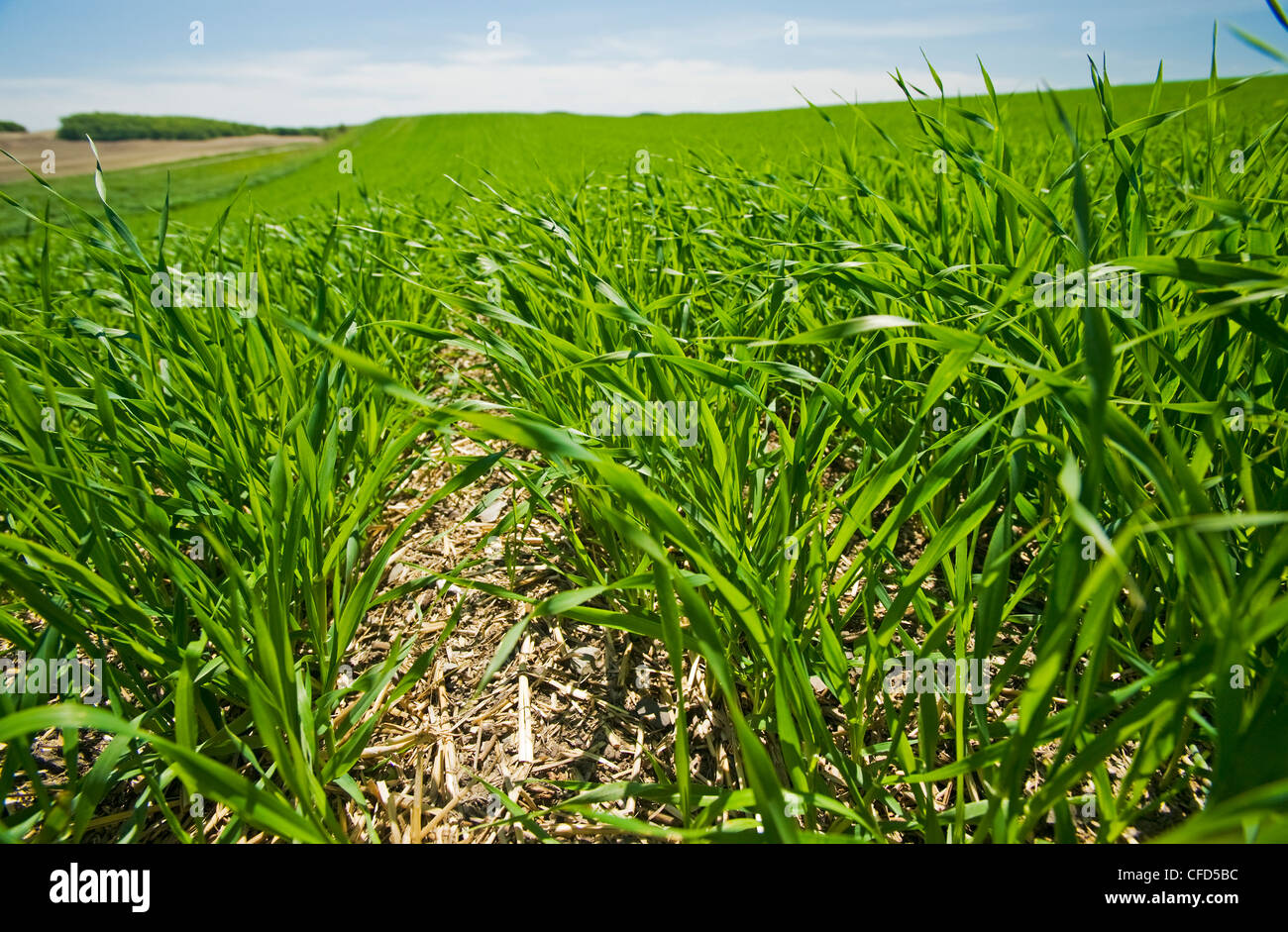 Early growth barley field, Tiger Hills, Manitoba, Canada Stock Photo ...