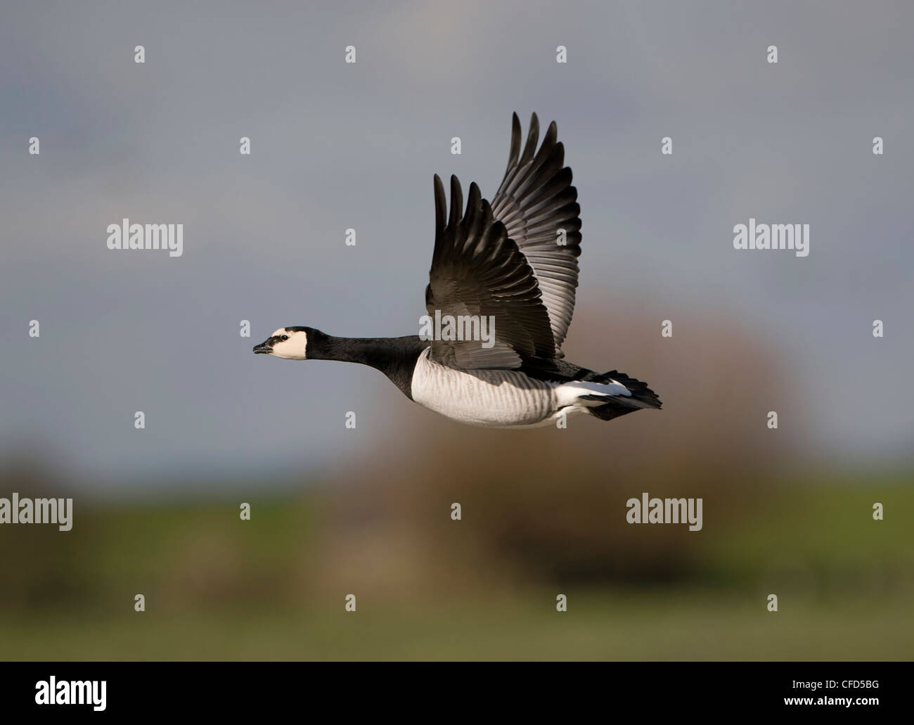 Barnacle Goose Branta leucopsis in flight Stock Photo - Alamy