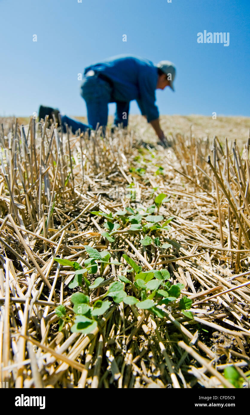 A farmer scouts early growth canola in a zero till grain stubble field ...