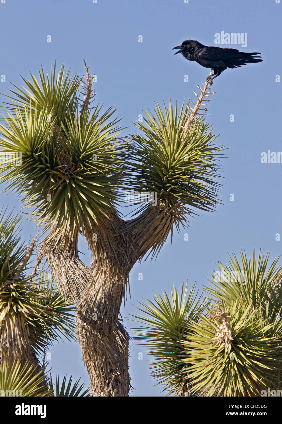 Raven tree hi-res stock photography and images - Alamy
