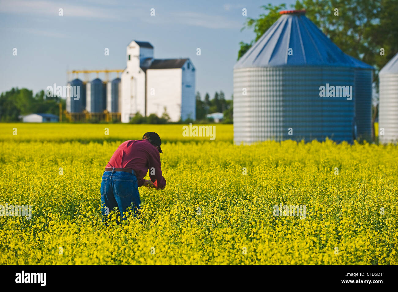 Canola field, grain bins and elevator, Dugald, Manitoba, Canada Stock ...