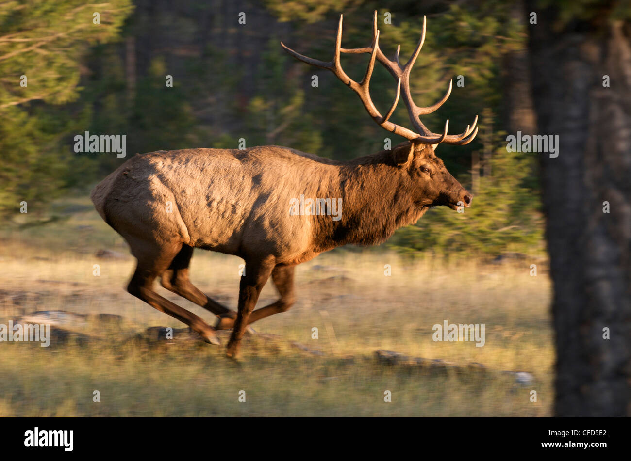 Mature wild bull Elk running, (Cervus elaphus), Alberta, Canada Stock ...