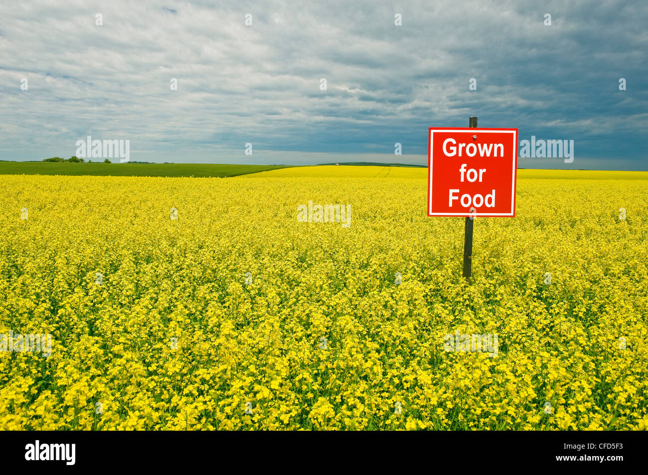 Bloom stage canola field being grown for food, Dugald, Manitoba, Canada ...