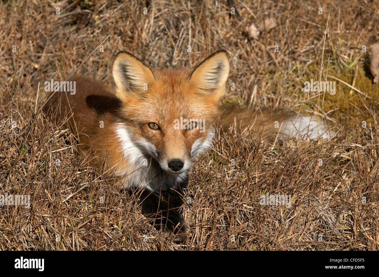Wild red fox (Vulpes vulpes). Denali National Park, Alaska, United ...