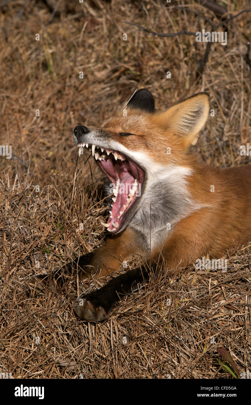 Yawning wild red fox (Vulpes vulpes). Denali National Park, Alaska ...