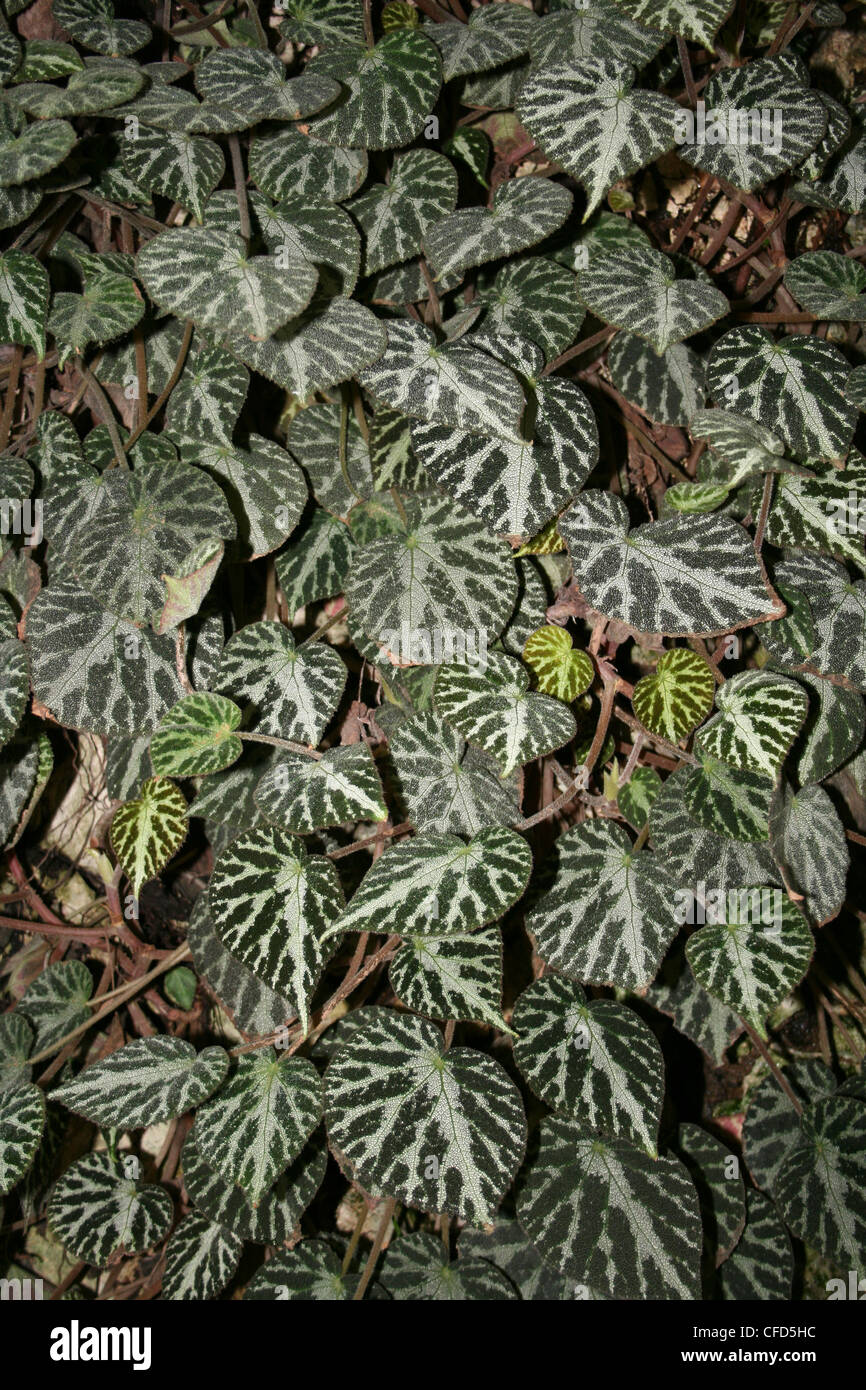 Begonia Silver Jewel Leaves Stock Photo - Alamy