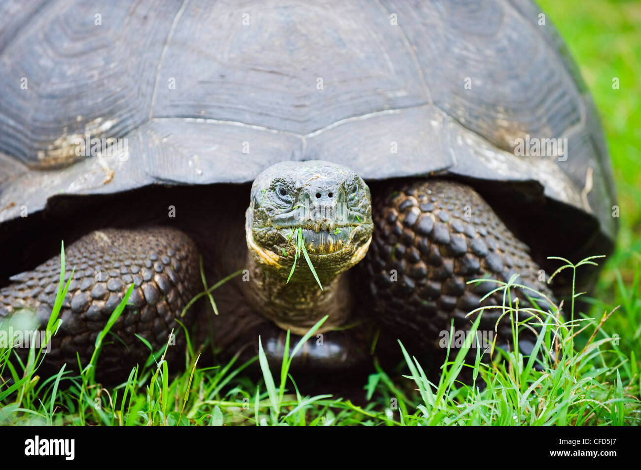 Giant tortoise (Geochelone elephantopus vandenburghi), Isla Sant Cruz ...