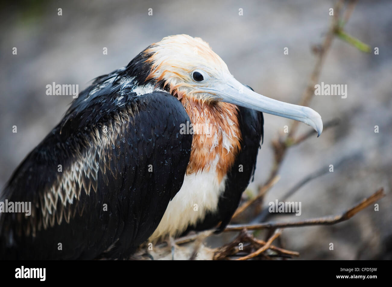 Great frigate bird (Frigata minor), Isla Genovesa, Galapagos Islands ...