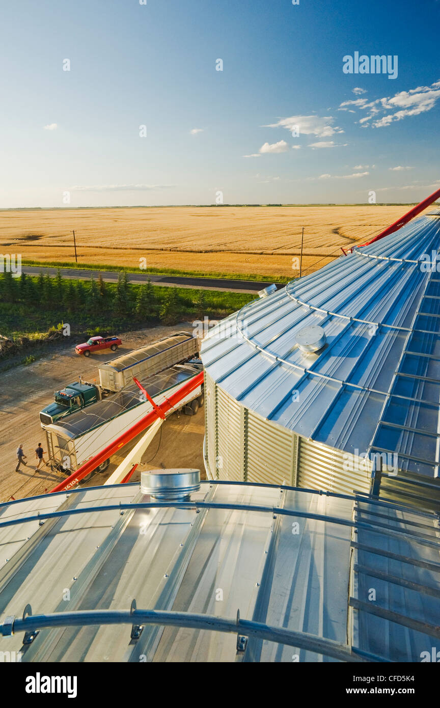Close up grain storage bins truck loaded oats Stock Photo - Alamy