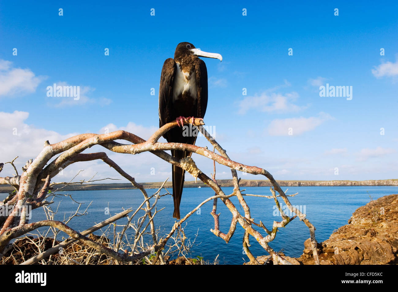 Great frigate bird (Frigata minor), Isla Genovesa, Galapagos Islands ...