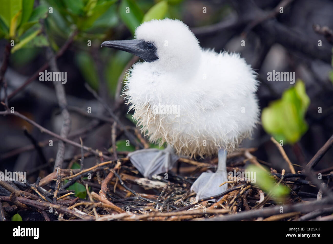 Red footed booby chick (Sula sula), Isla Genovesa, Galapagos Islands ...
