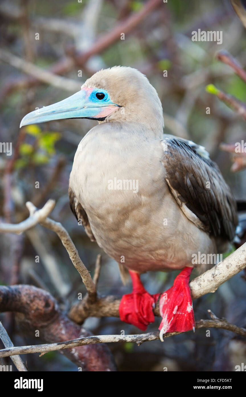 Red footed booby (sula sula), Isla Genovesa, Galapagos Islands, UNESCO ...
