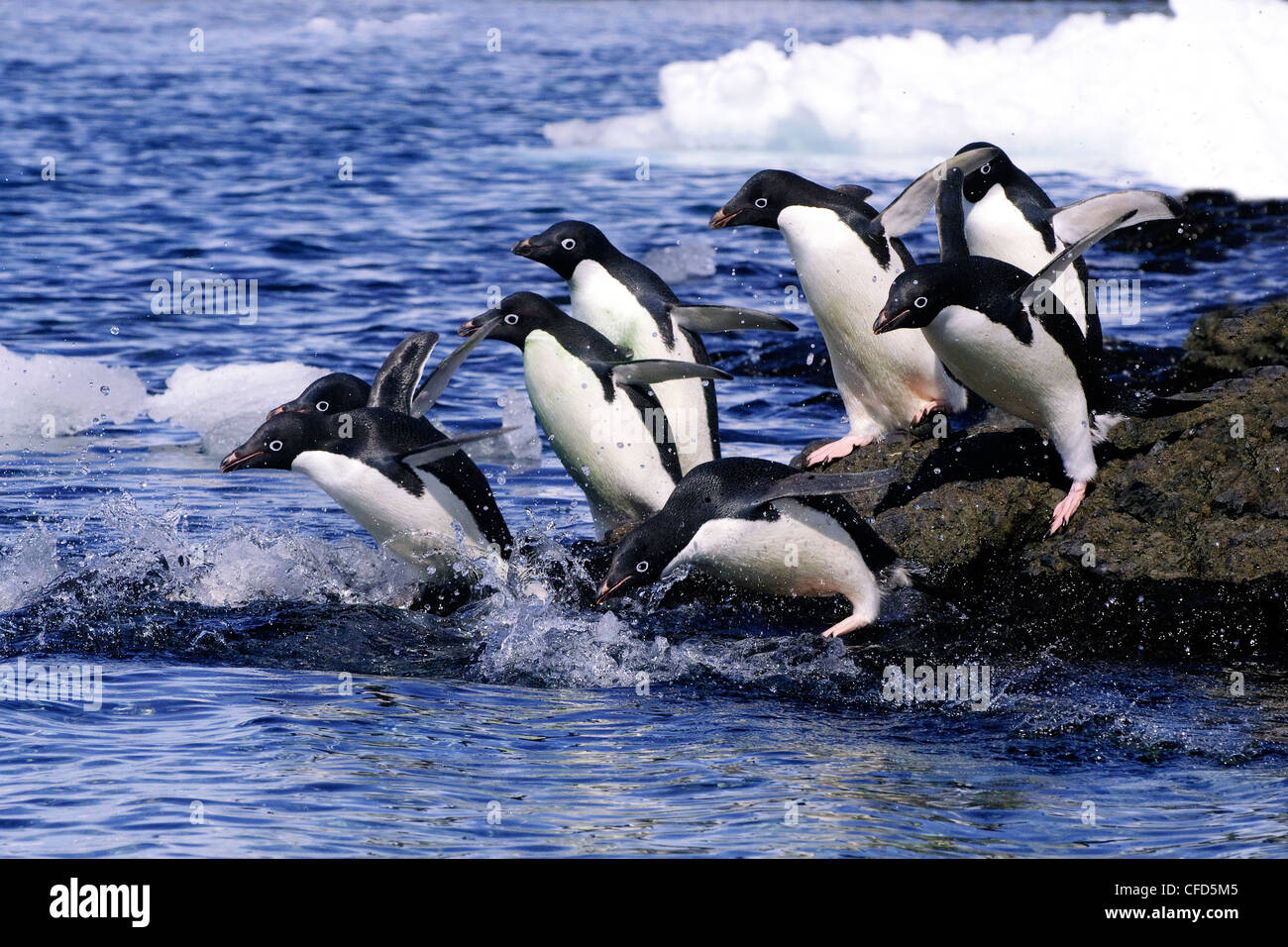 Adelie penguins (Pygoscelis adeliae) leaving on a foraging trip from ...