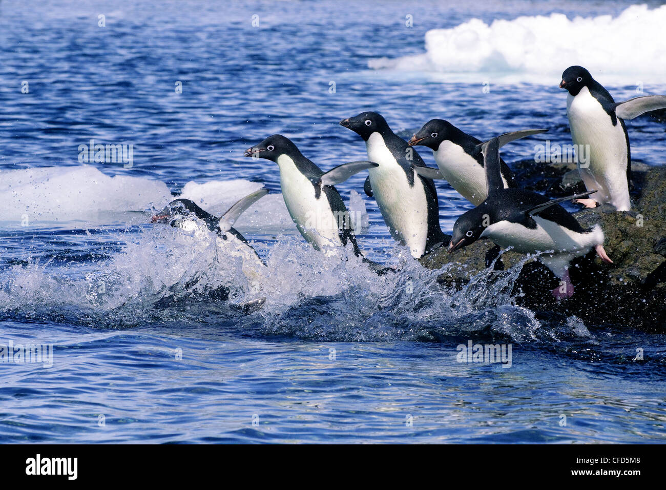 Adelie penguins (Pygoscelis adeliae) leaving on a foraging trip from ...