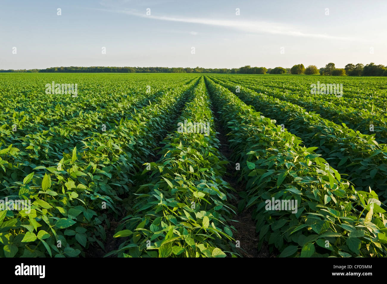 Mid growth soybean field hi-res stock photography and images - Alamy