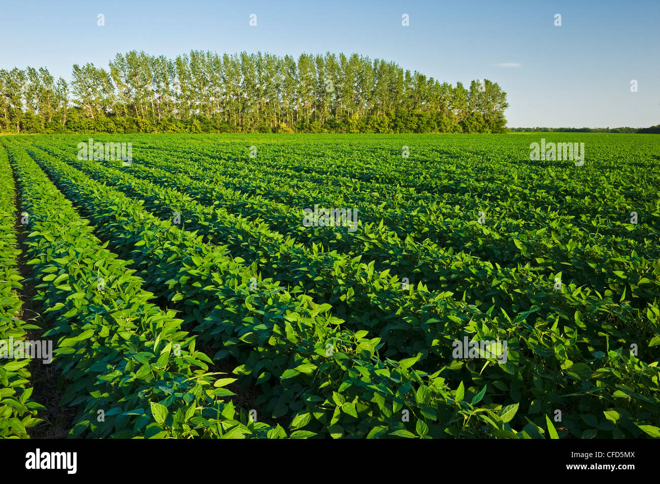 Mid growth soybean field hi-res stock photography and images - Alamy