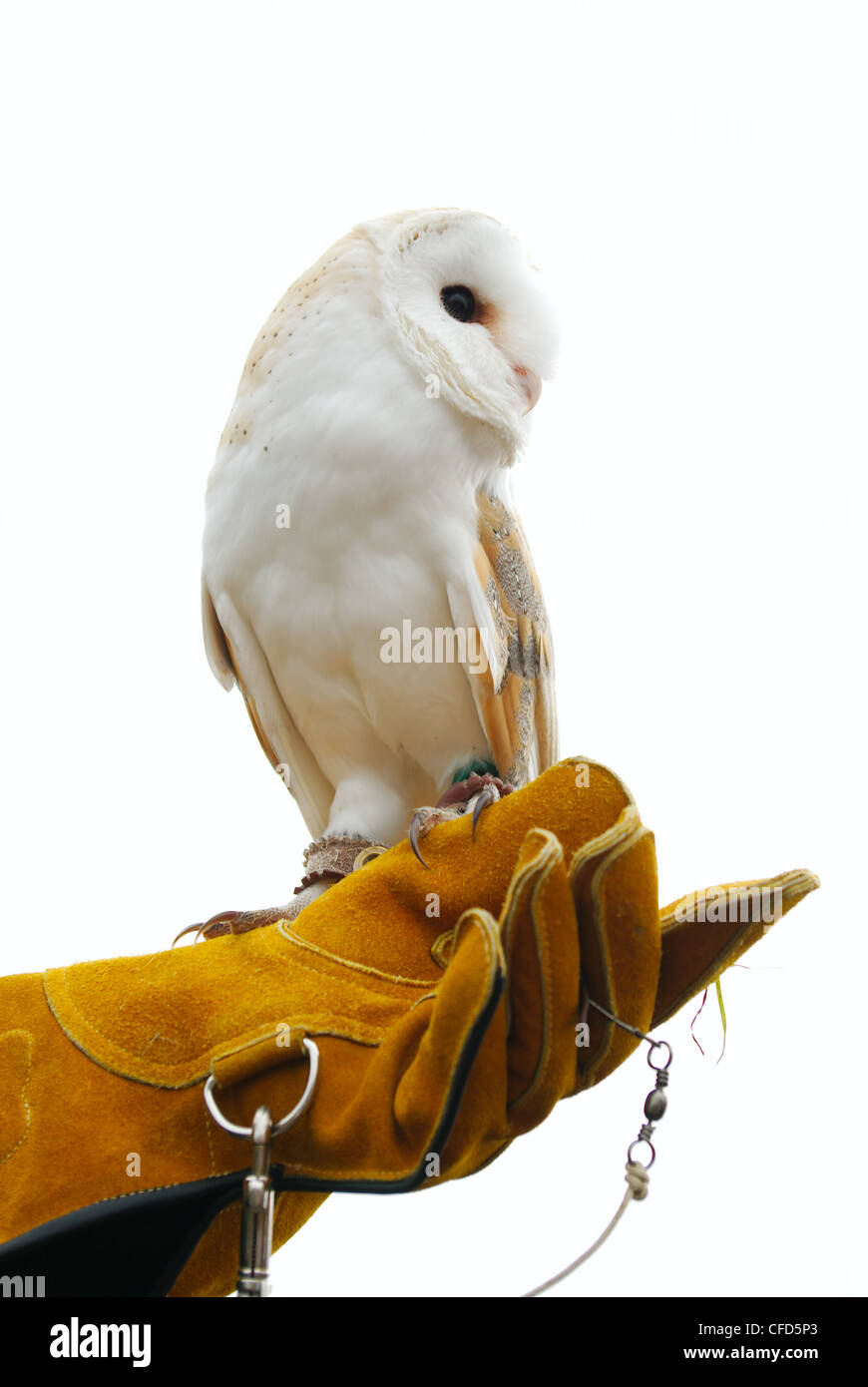 A young barn owl perches on the heavily gloved hand of a trainer Stock ...