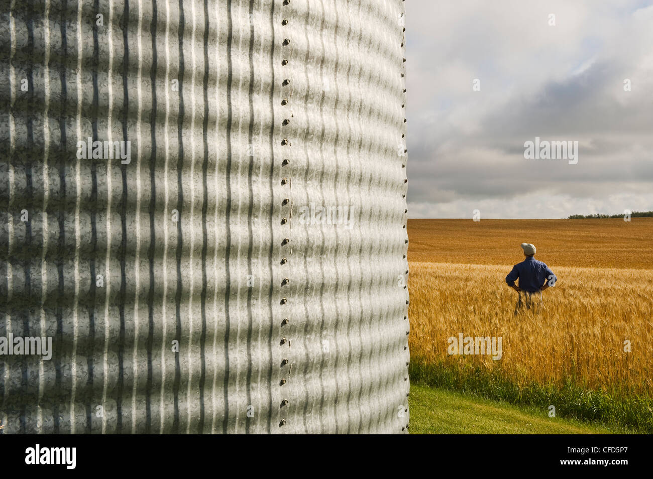 Closeup grain bin silo man field mature wheat Stock Photo - Alamy