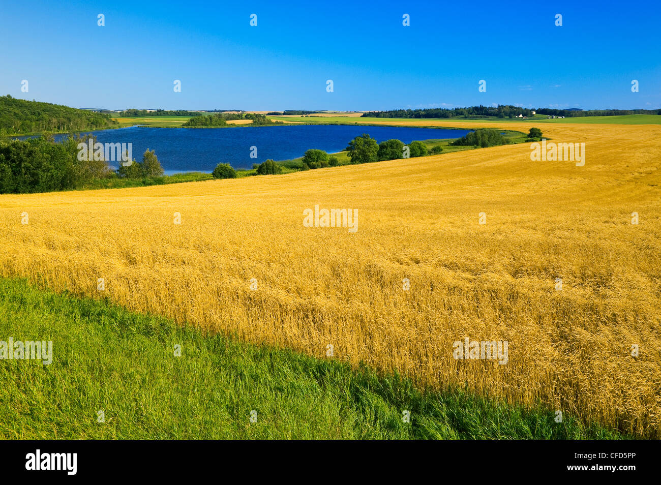 Prairie slough and field of mature wheat, near Bruxelles, Manitoba ...