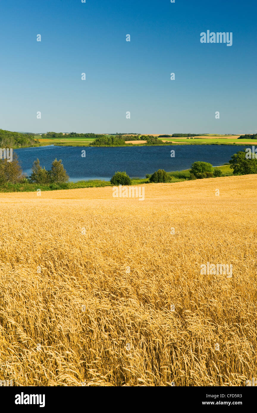 Prairie slough and field of mature wheat, near Bruxelles, Manitoba ...