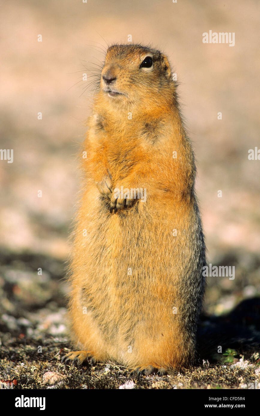 Arctic ground squirrel (Spermophilus parryii), Barrenlands, Nunavut ...
