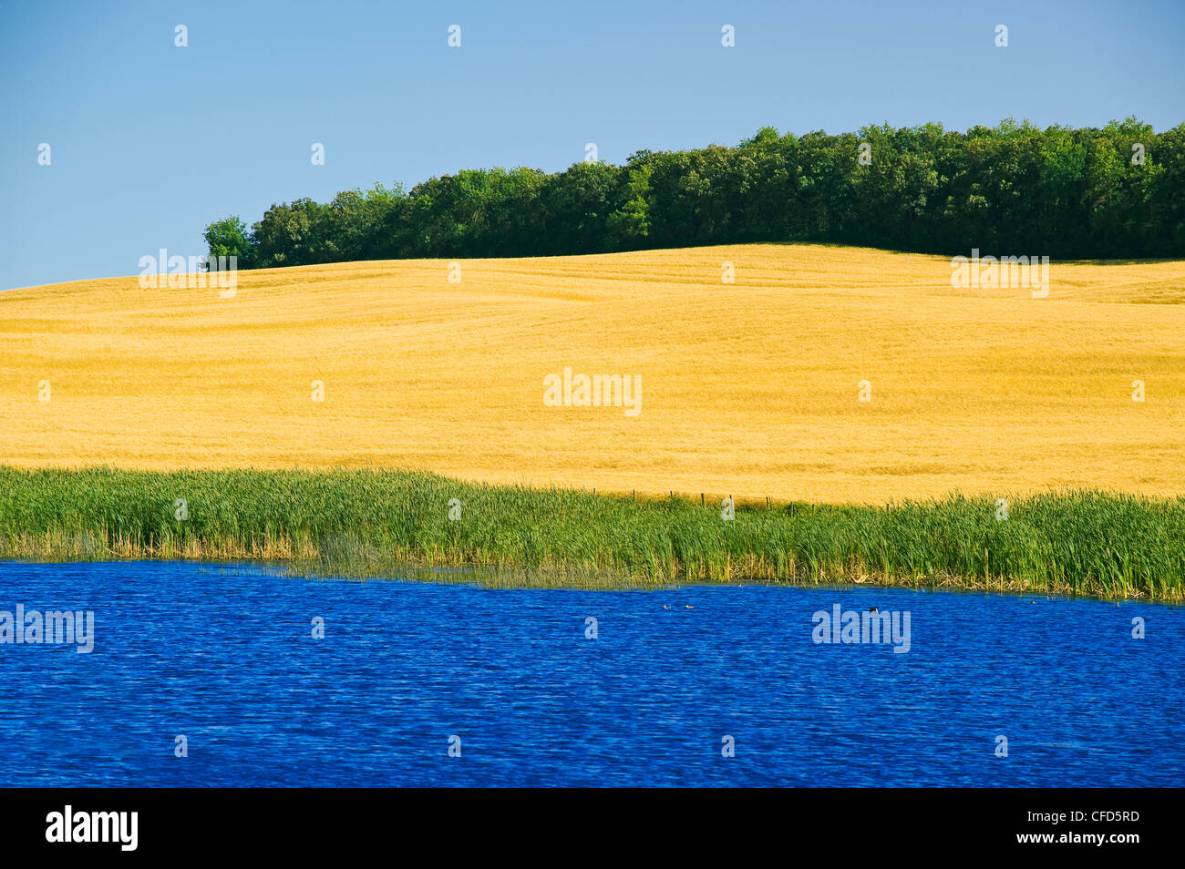 Prairie slough and field of mature wheat, near Bruxelles, Manitoba ...