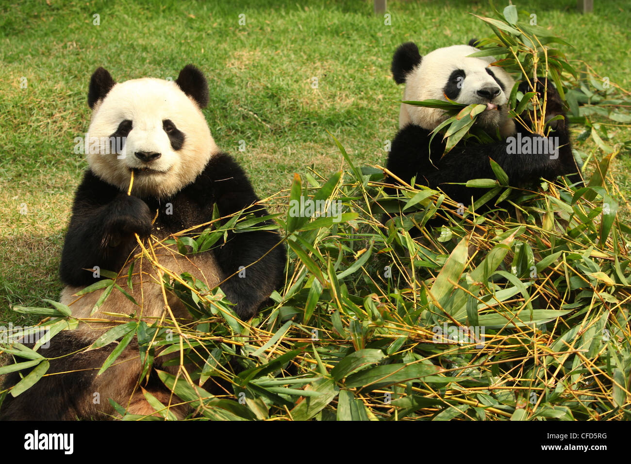 Macau Panda High Resolution Stock Photography and Images - Alamy