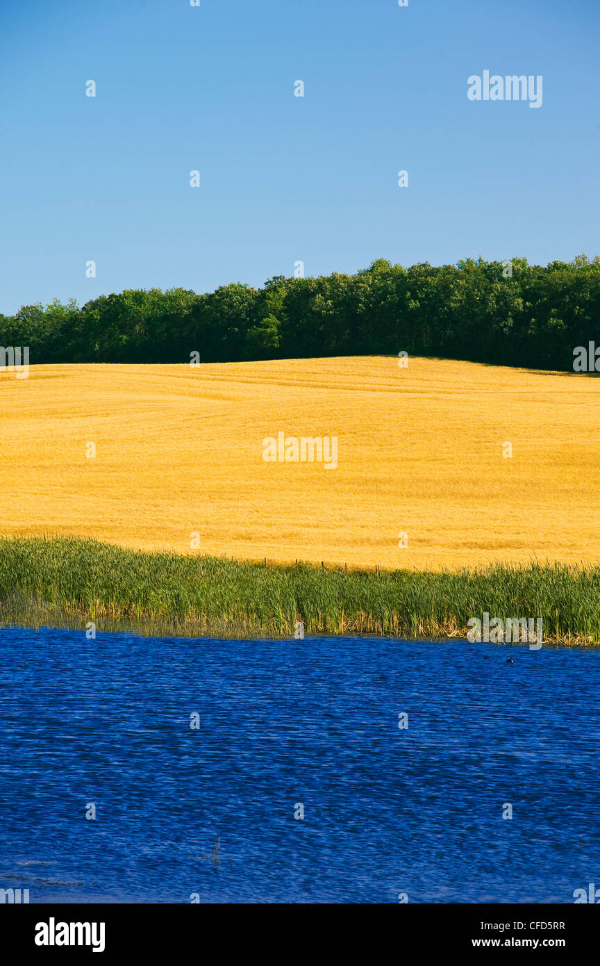 Prairie slough and field of mature wheat, near Bruxelles, Manitoba ...
