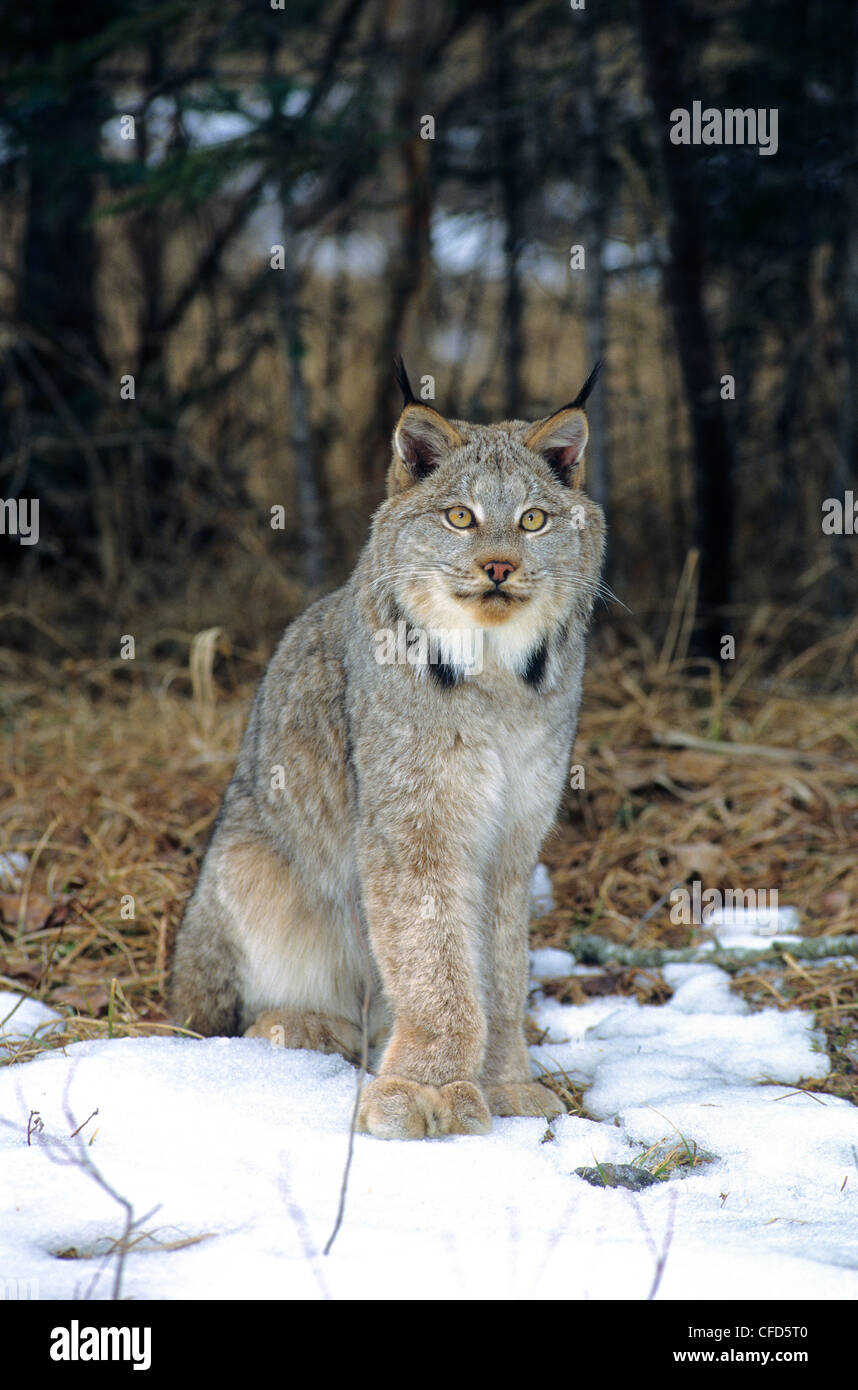 Canada lynx (Lynx canadensis) in winter pelage, Alberta, Canada Stock ...