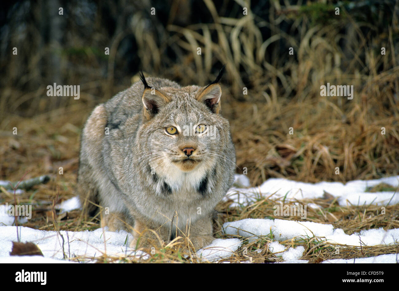 Canada lynx lynx canadensis in snow hi-res stock photography and images ...