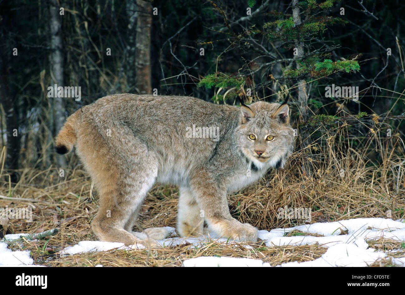 Canada lynx (Lynx canadensis) in winter pelage, Alberta, Canada Stock ...