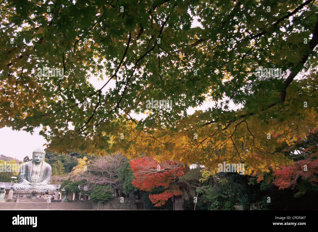 Japan, Tokyo, Kamakura, Daibutsu, The Great Buddha with Autumn Leaves ...