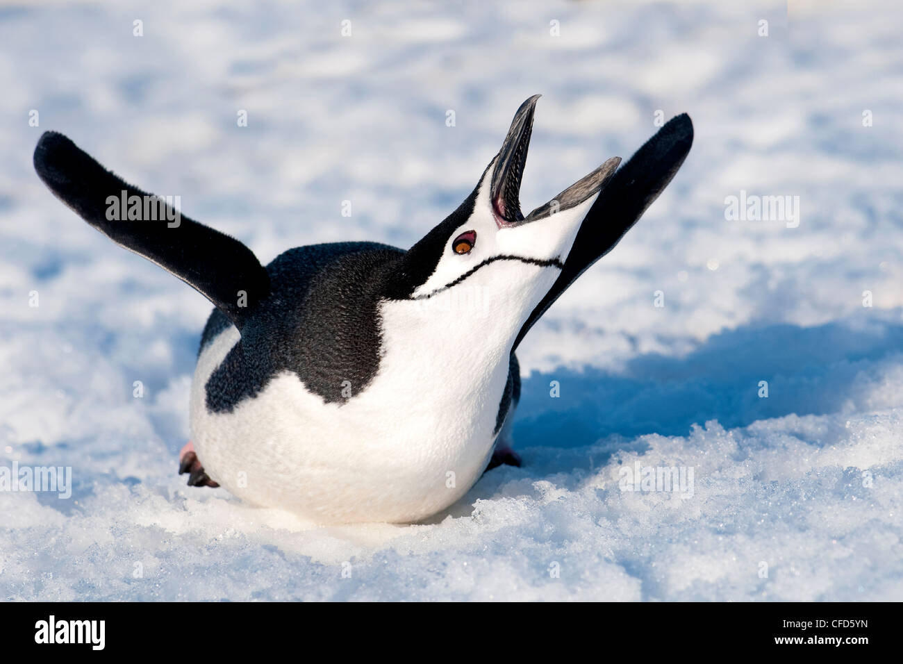 Chinstrap penguin (Pygoscelis antarctica), yawning & stretching ...