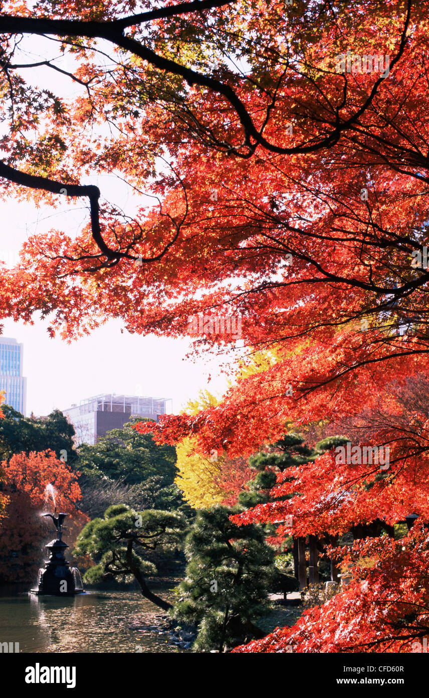 Japan, Tokyo, Hibiya Park, Autumn Foliage Stock Photo - Alamy