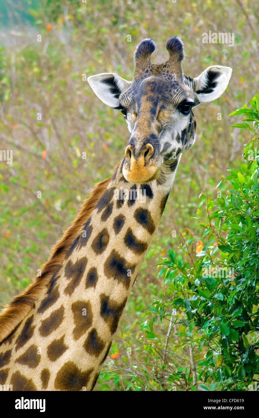 Giraffe hi-res stock photography and images - Alamy
