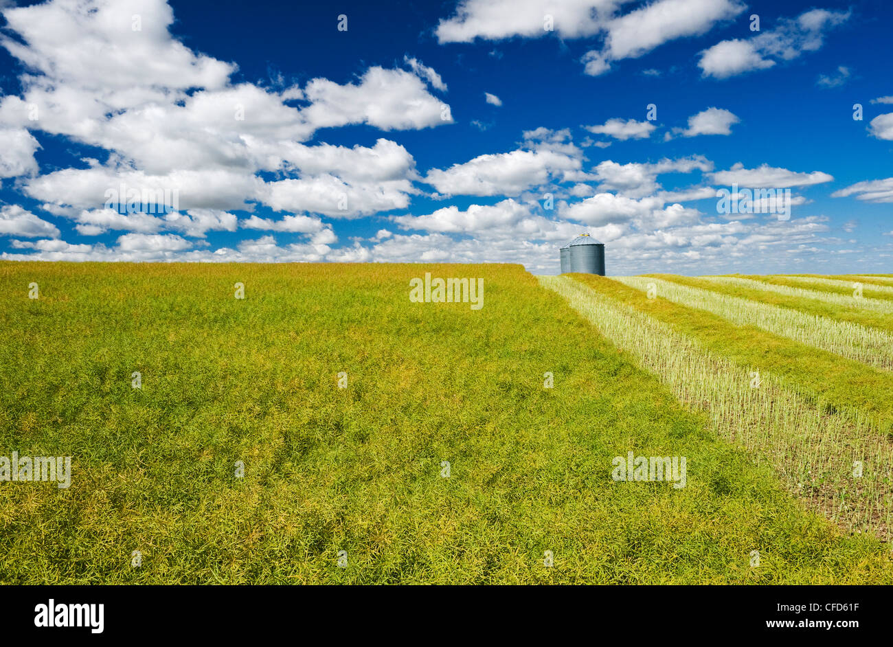 Maturing swathed and unswathed canola with grain bins on top of hill ...