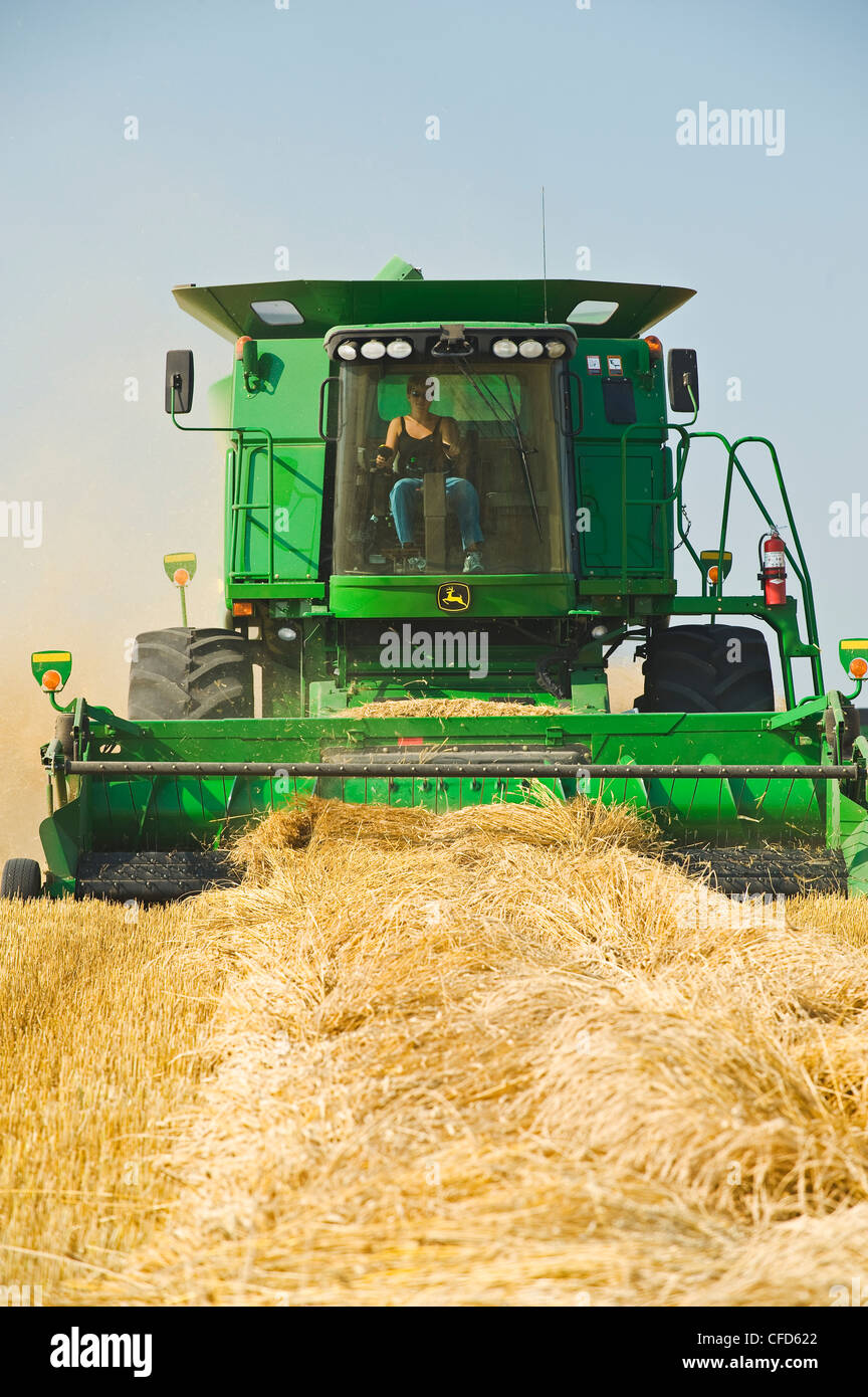 A woman operates a combine harvester during the spring wheat harvest ...