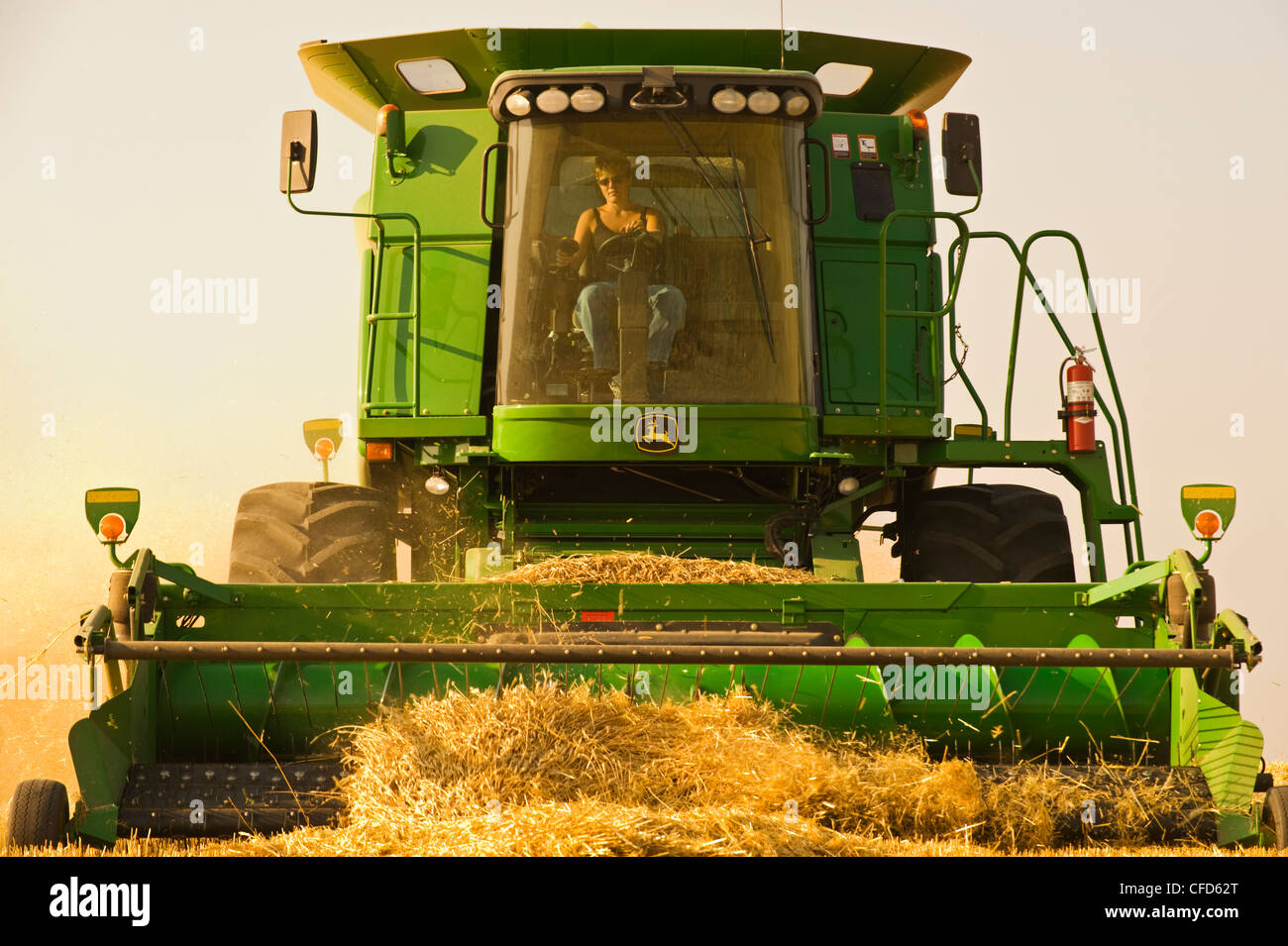 A woman operates a combine harvester during the spring wheat harvest ...