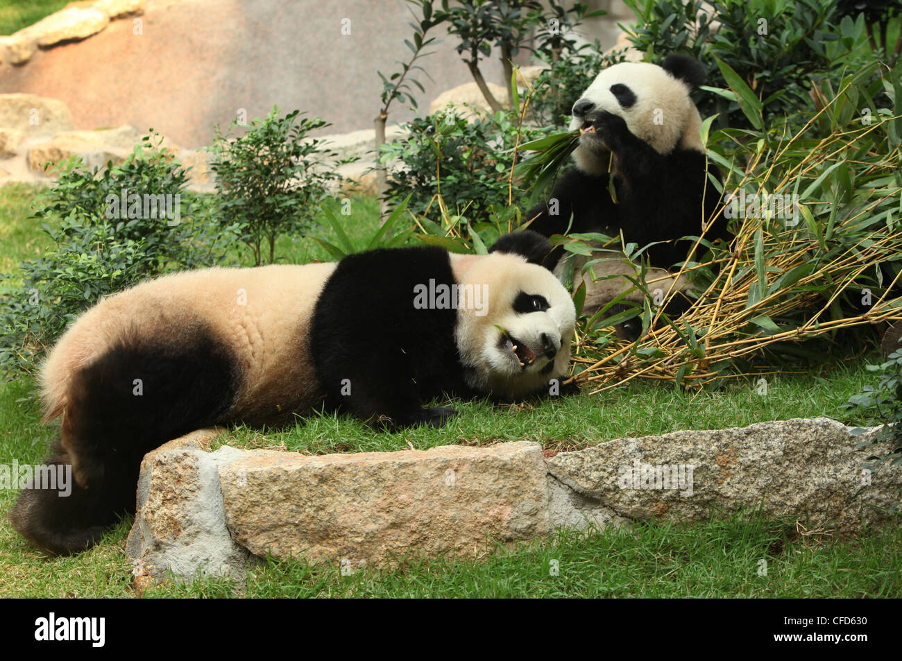 Giant Panda, Pandas, Macau Panda's Pavillion, Macau Stock Photo - Alamy