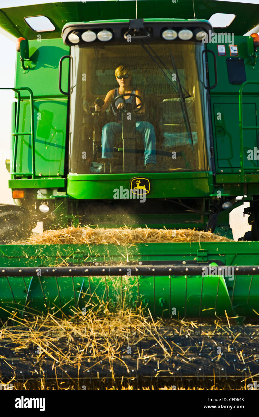 A woman operates a combine harvester during the spring wheat harvest ...