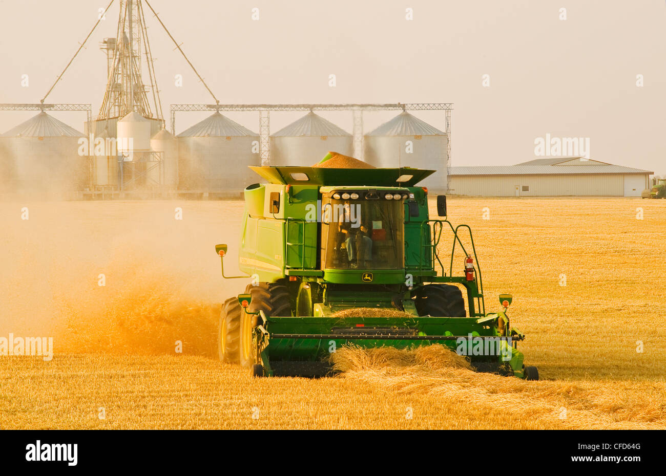A woman operates a combine harvester during the spring wheat harvest ...
