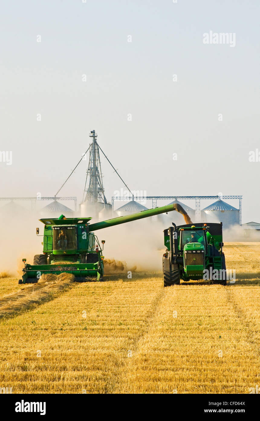female combine operator harvests swathed spring Stock Photo - Alamy