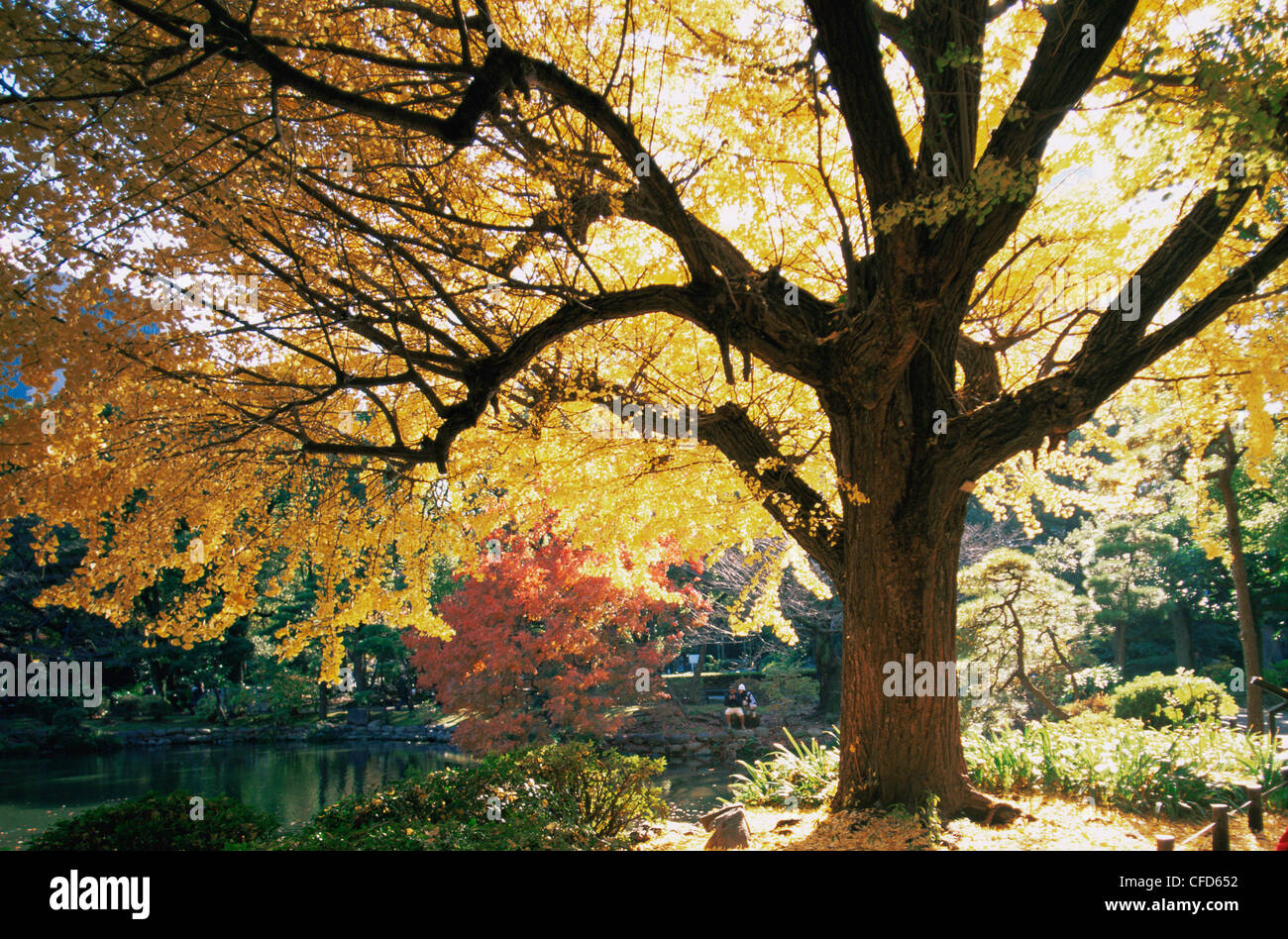 Japan, Tokyo, Hibiya Park, Gingko Trees Stock Photo - Alamy