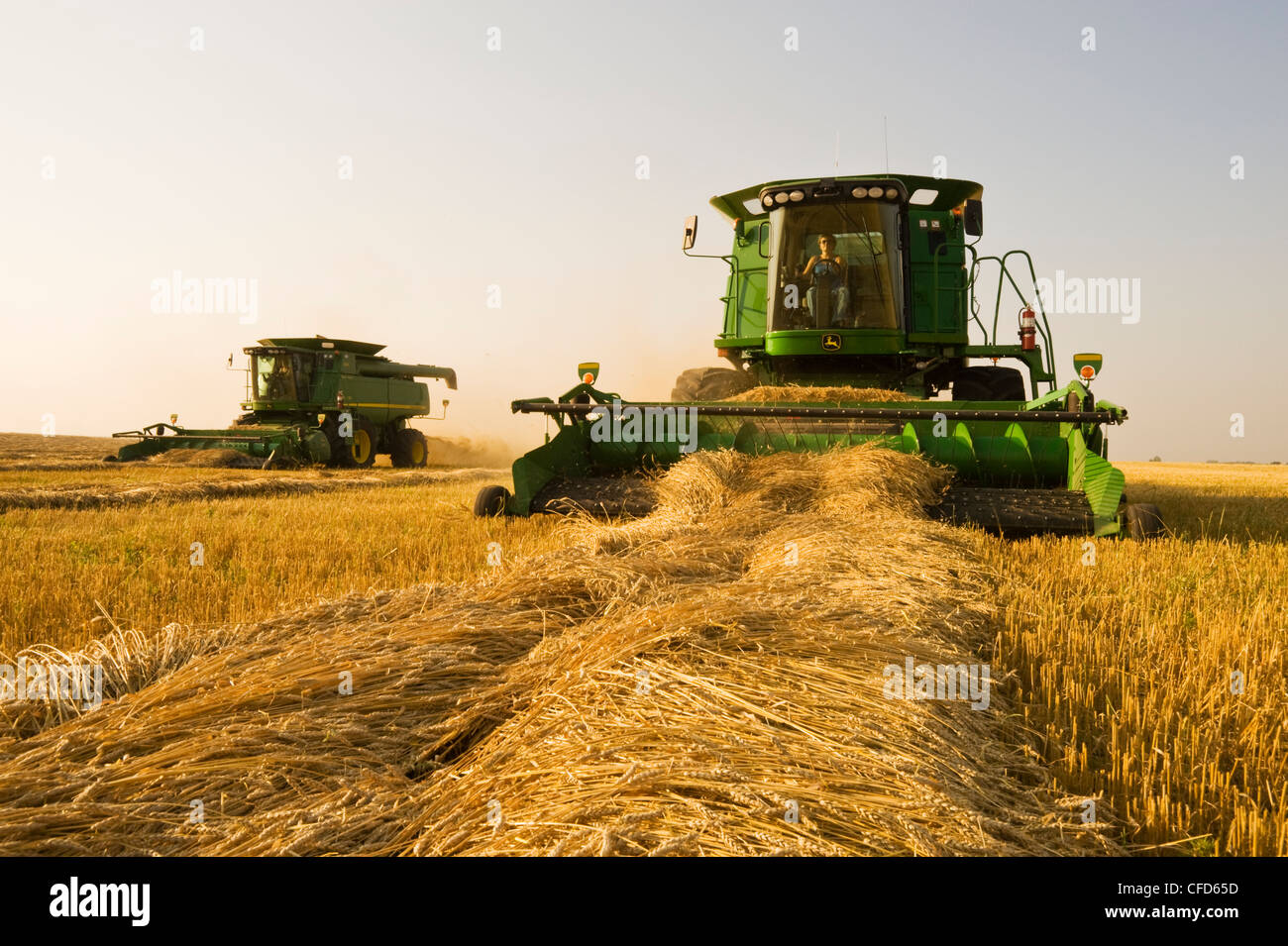 A woman operates a combine harvester during the spring wheat harvest ...