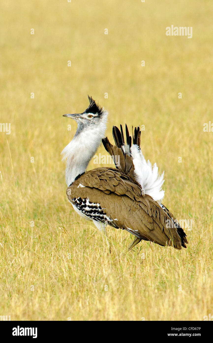 Male kori bustard ardeotis kori hi-res stock photography and images - Alamy