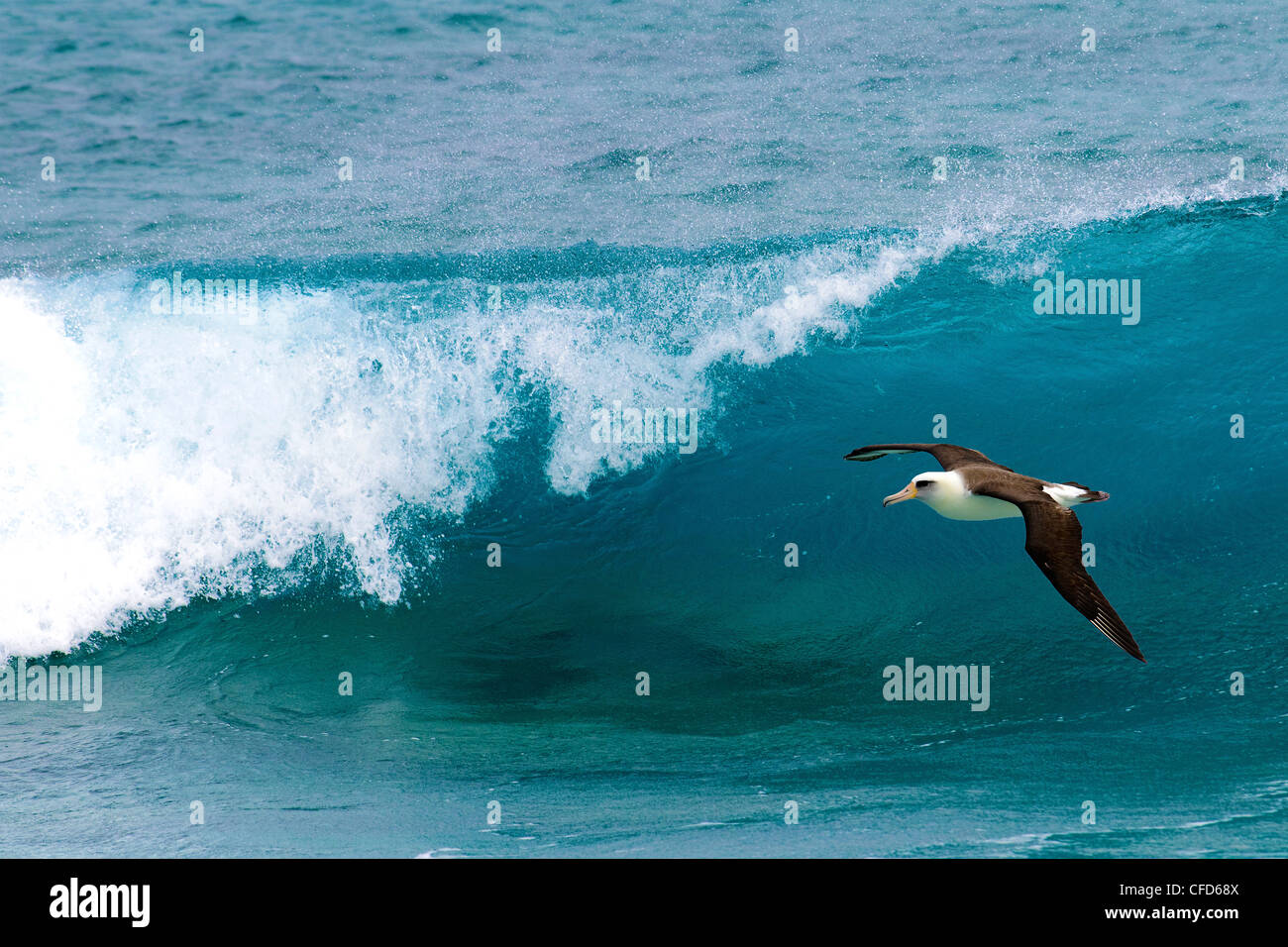 Laysan albatross (Diomedea immutabilis), Midway Atoll, Hawaii, United ...